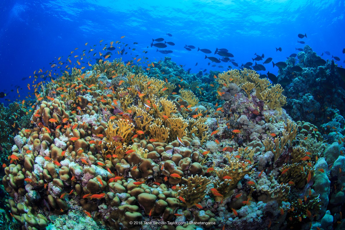 Team – Reefbites