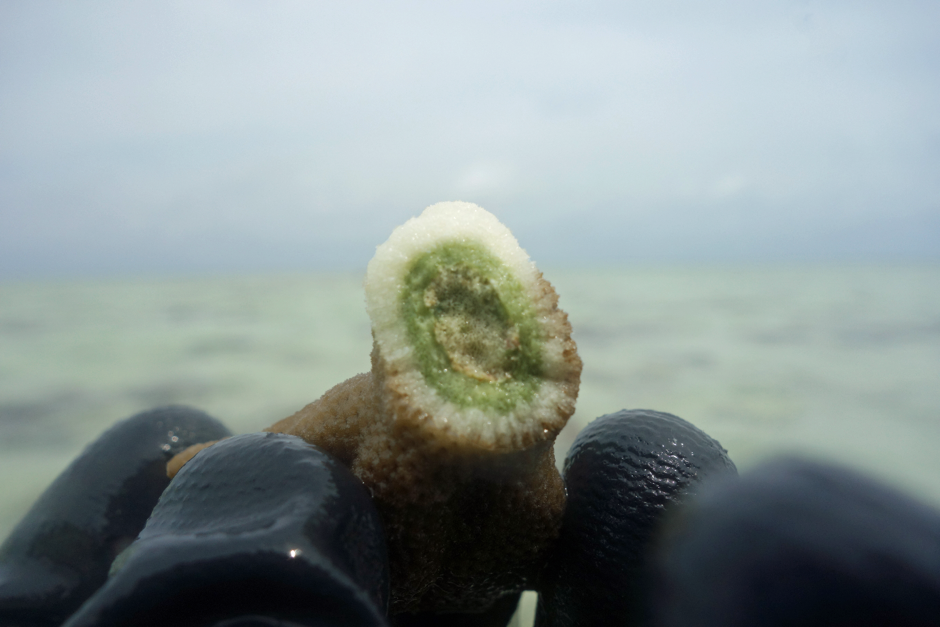 Coral: A Microbial Metropolis – Reefbites