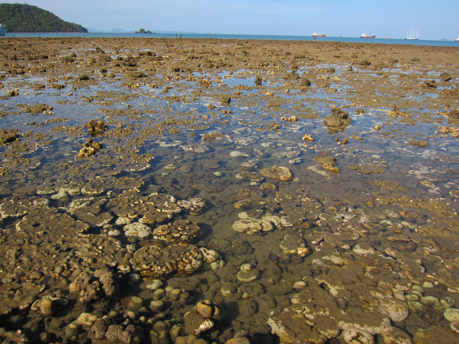 Extreme Corals: Resilience in the world of intertidal reef flats ...