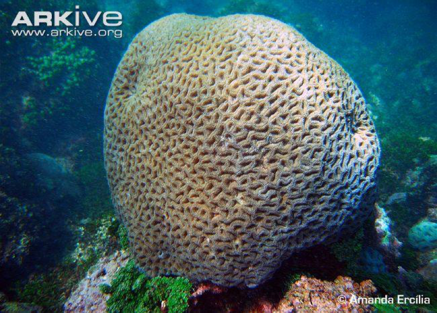 Brazilian coral reefs and their “jeitinho” – Reefbites