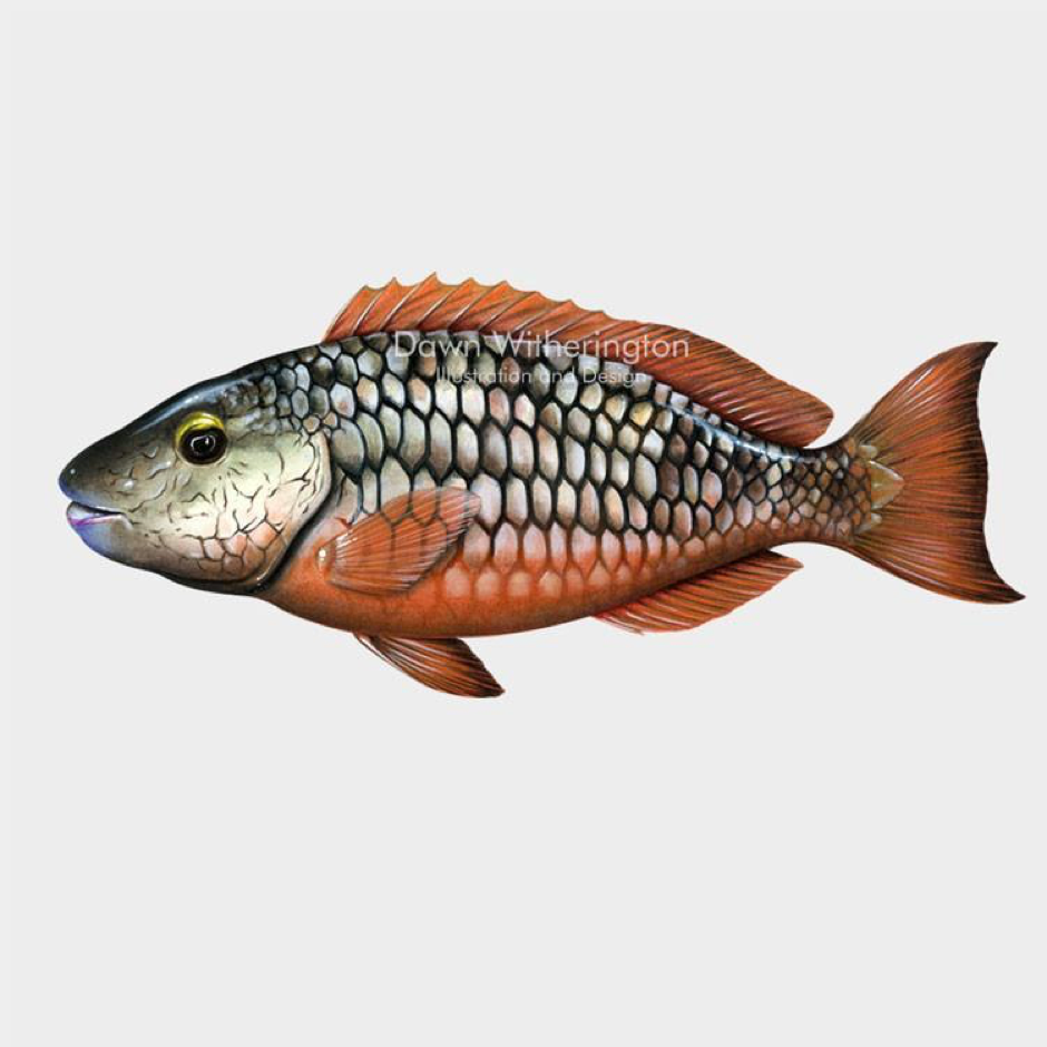 Sketching to SCUBA and back: Scientific natural history illustration ...