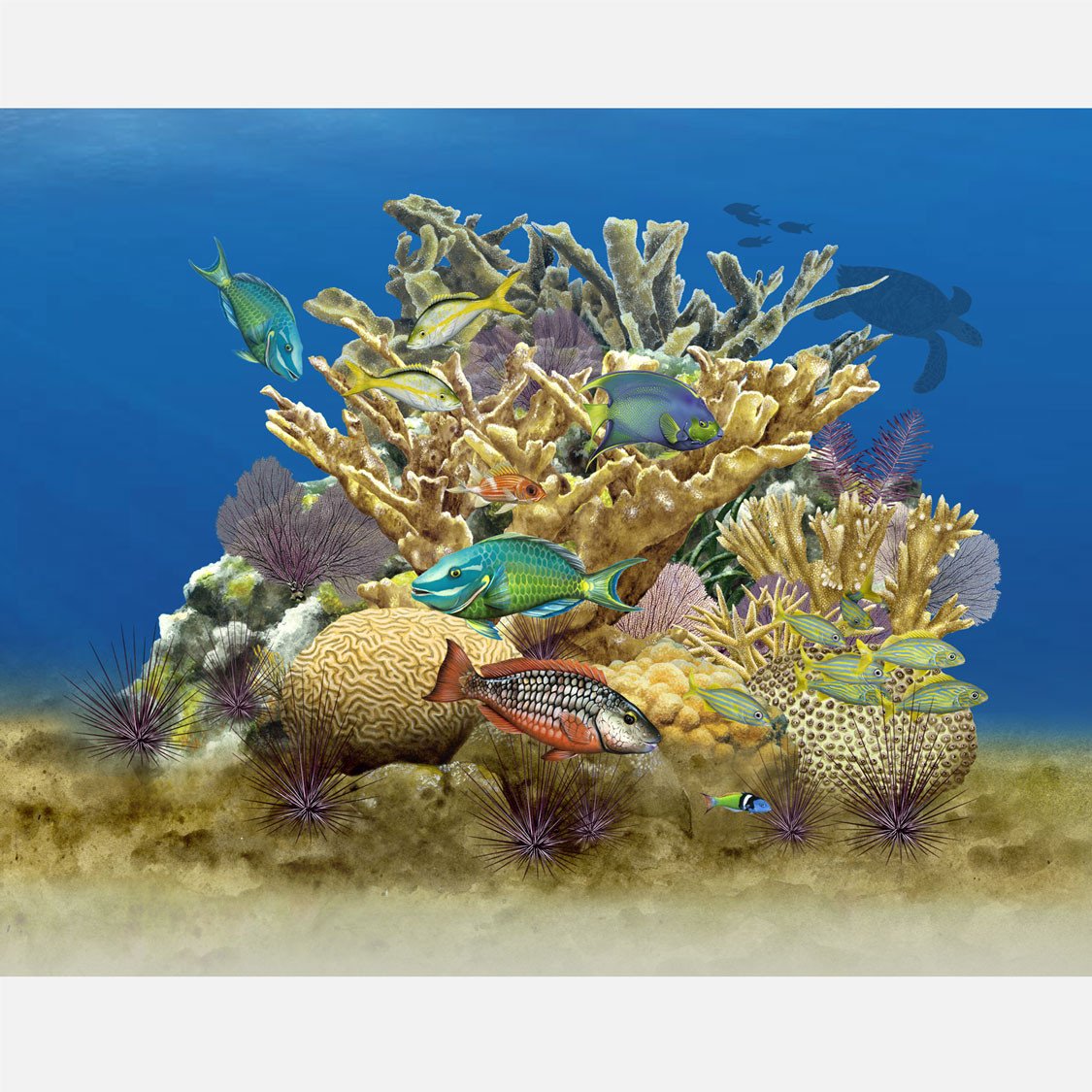 Sketching to SCUBA and back: Scientific natural history illustration ...