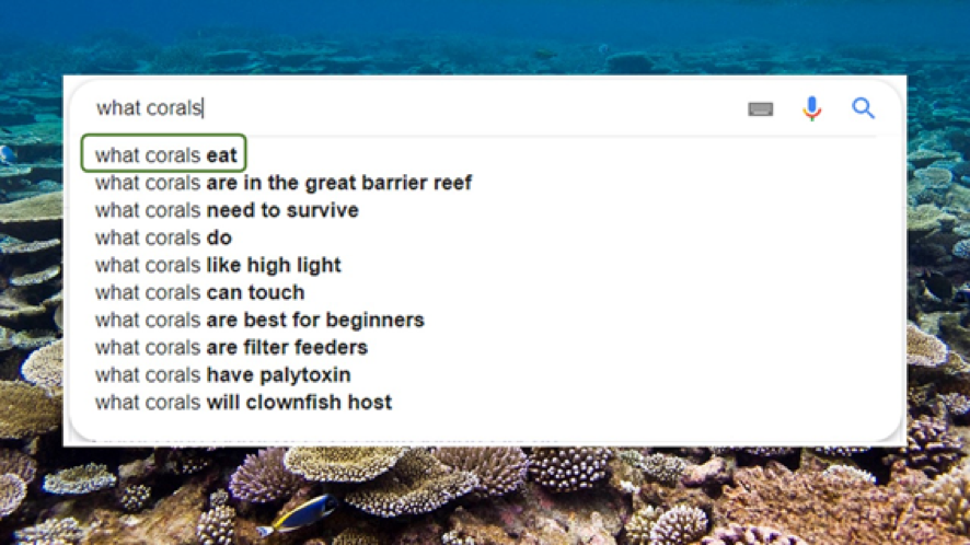 A coral reef autocomplete interview – Reefbites