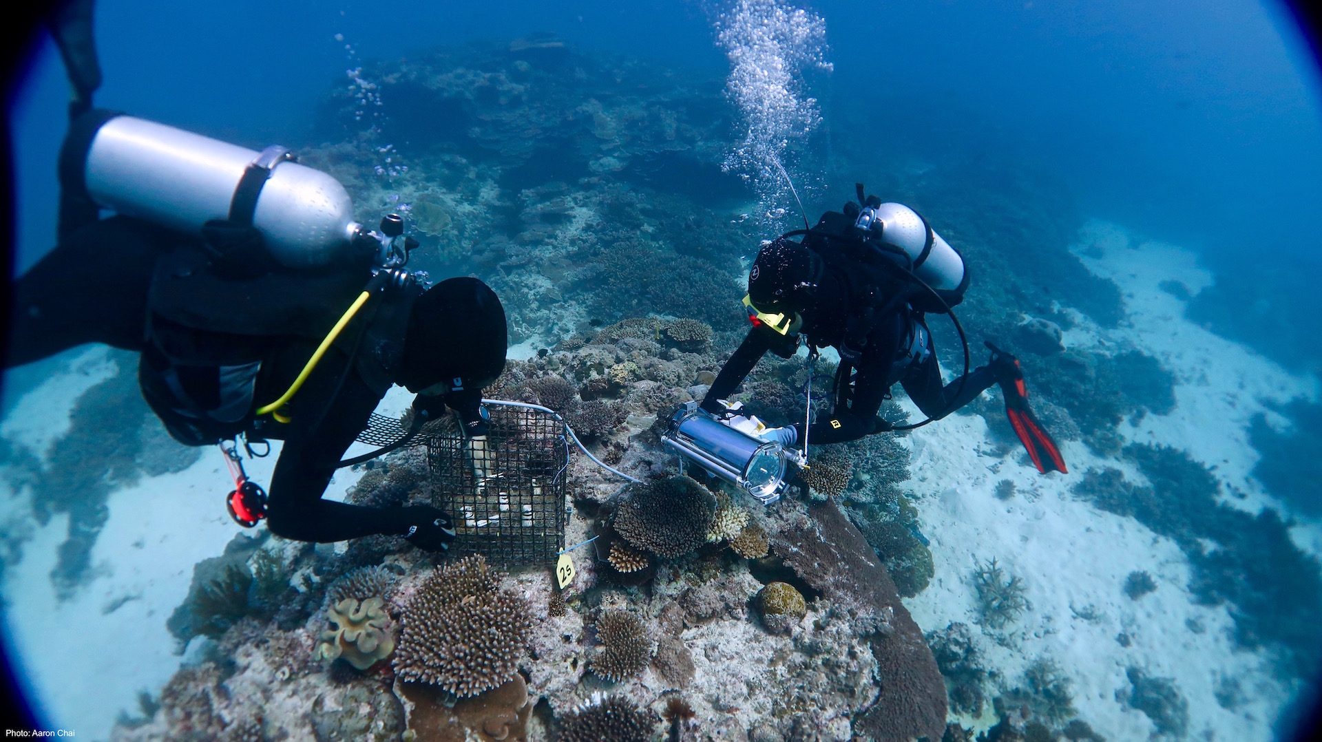 Feature Friday: Maureen Ho – Reefbites