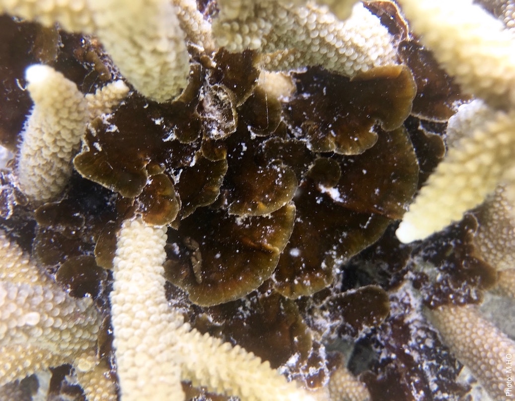 Feature Friday: Maureen Ho – Reefbites