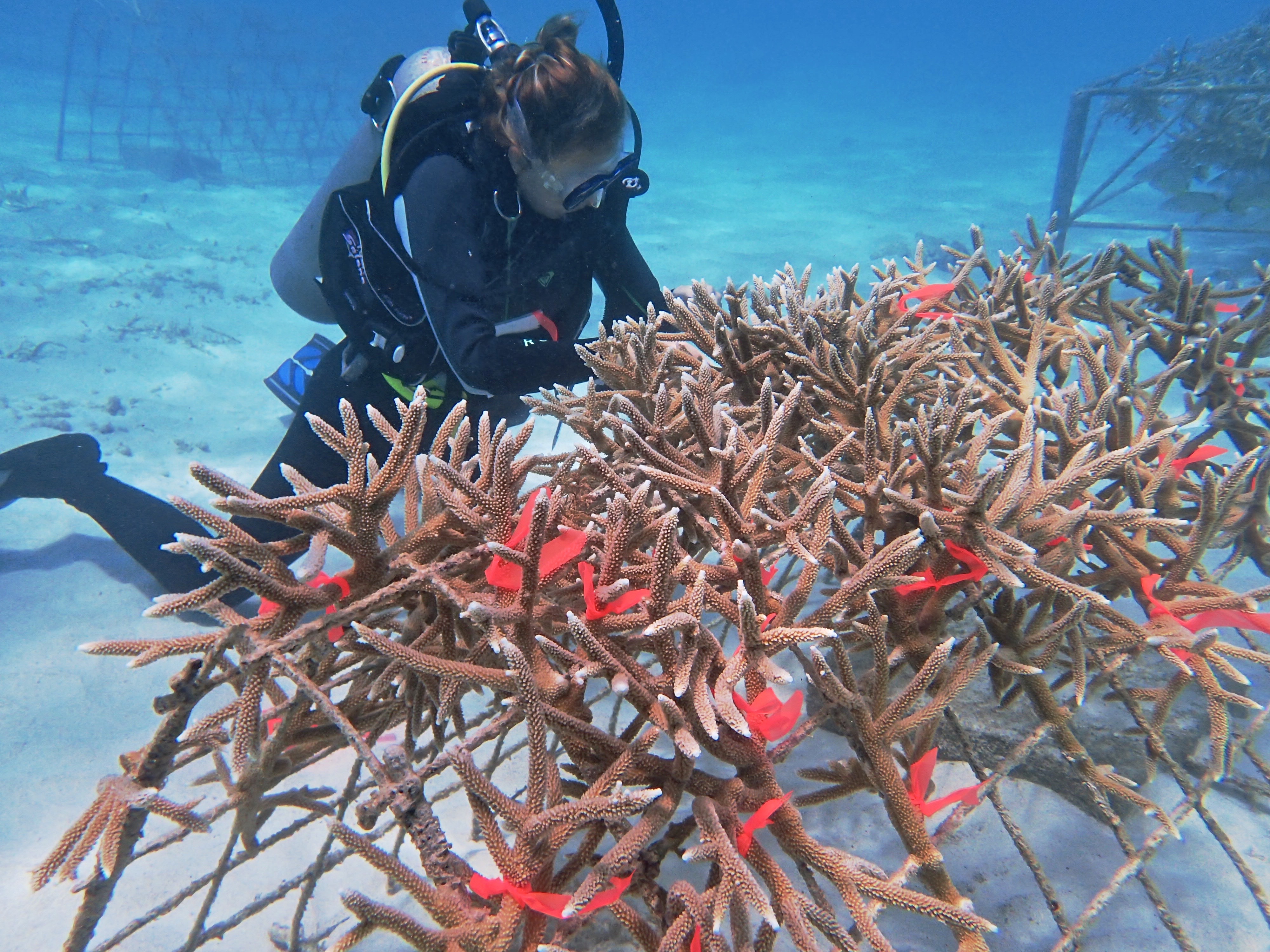 Feature Friday: Morgan Farrell – Reefbites