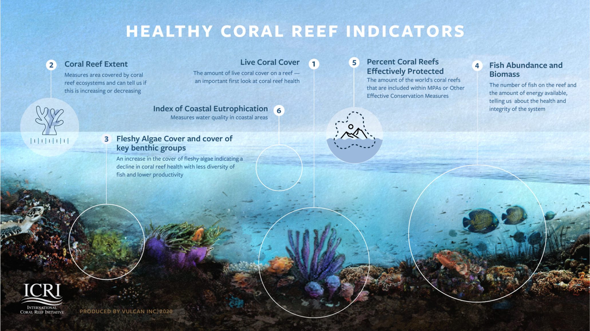 Healthy Coral Reef Indicators – Reefbites