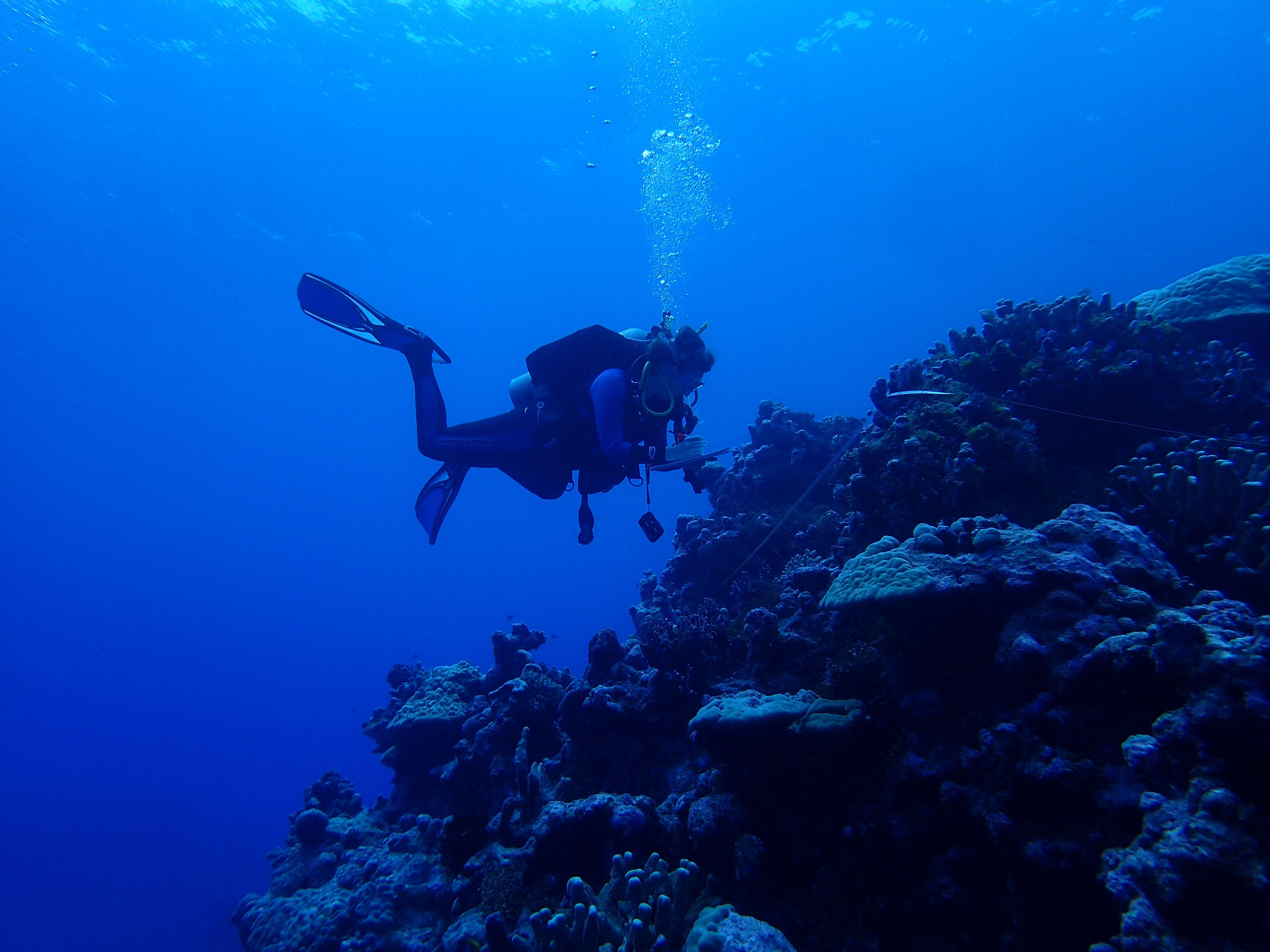 Feature Friday: Sara Cannon – Reefbites