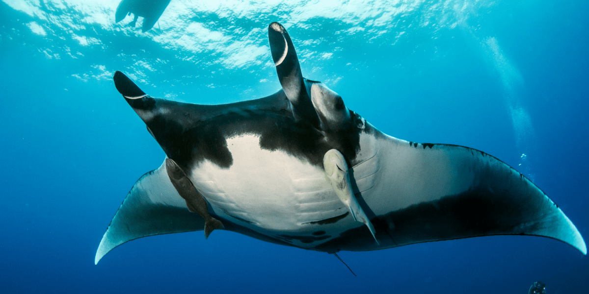 Ultra-Rare Manta Ray Nursery on the Coast of South Florida – Reefbites
