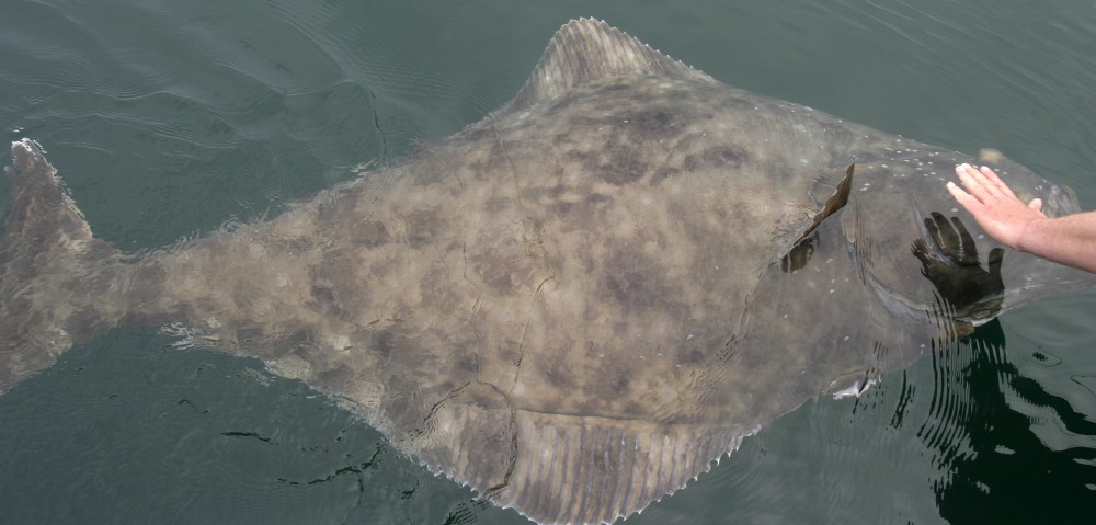 Fat fish could save the fishing industry! – Reefbites