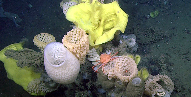 Cold-Water Reefs: A Hidden Winter Wonderland – Reefbites