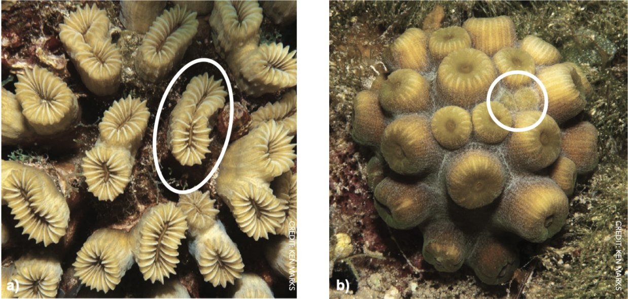 Love is in the Water: Coral Spawning Explained – Reefbites