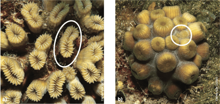 Love is in the Water: Coral Spawning Explained – Reefbites