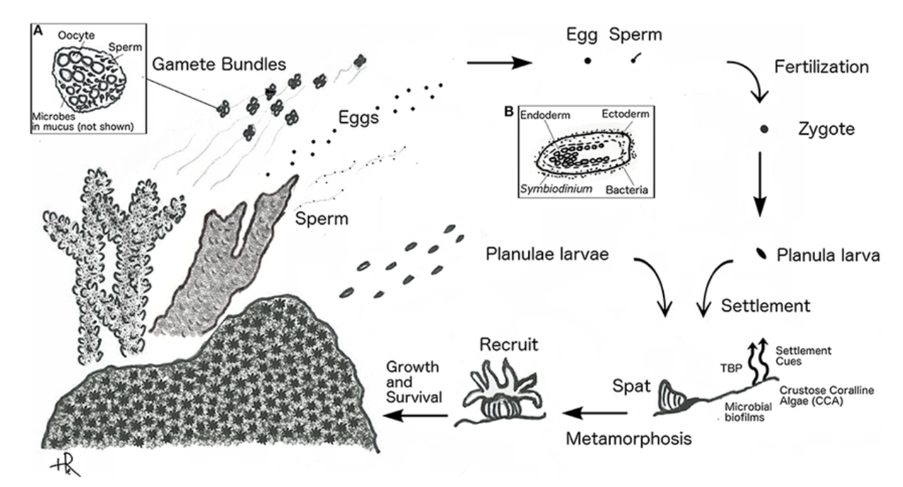 Love is in the Water: Coral Spawning Explained – Reefbites