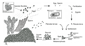 Love is in the Water: Coral Spawning Explained – Reefbites