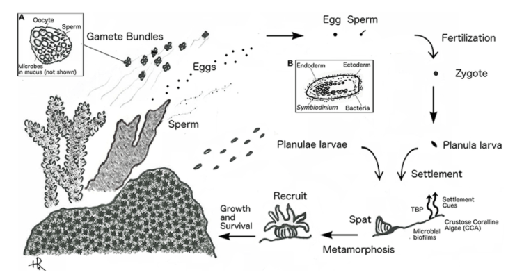 Love is in the Water: Coral Spawning Explained – Reefbites