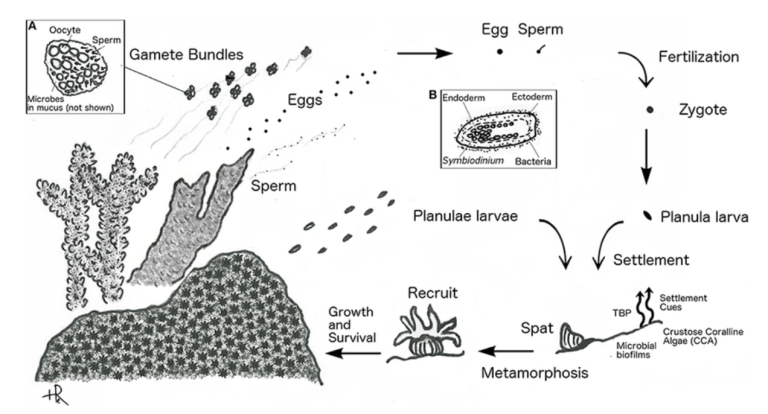 Love is in the Water: Coral Spawning Explained – Reefbites