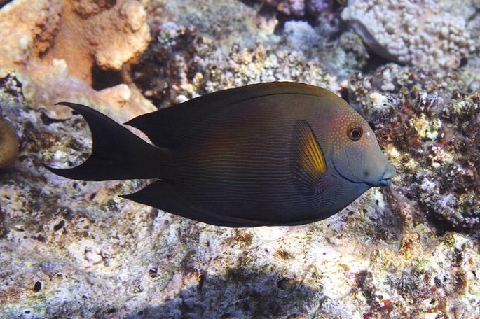 Changing impacts of herbivorous fishes through time – Reefbites