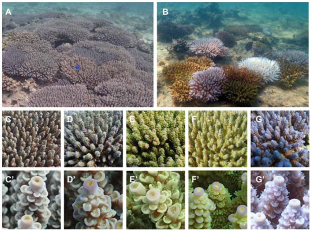 Out of the blue: does coral color predict bleaching resistance? – Reefbites