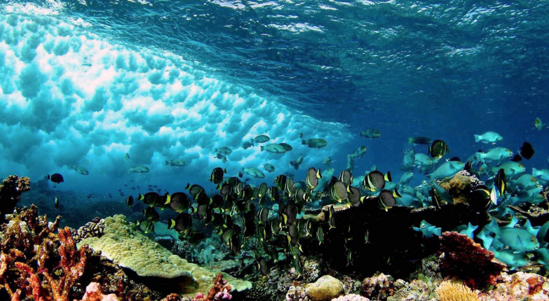 Coral reefs and flood prevention – Reefbites