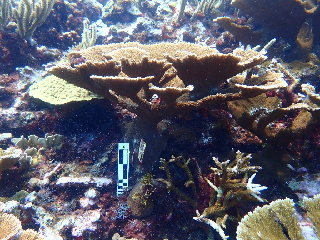 Science Saturday: CORALIUM – Reefbites
