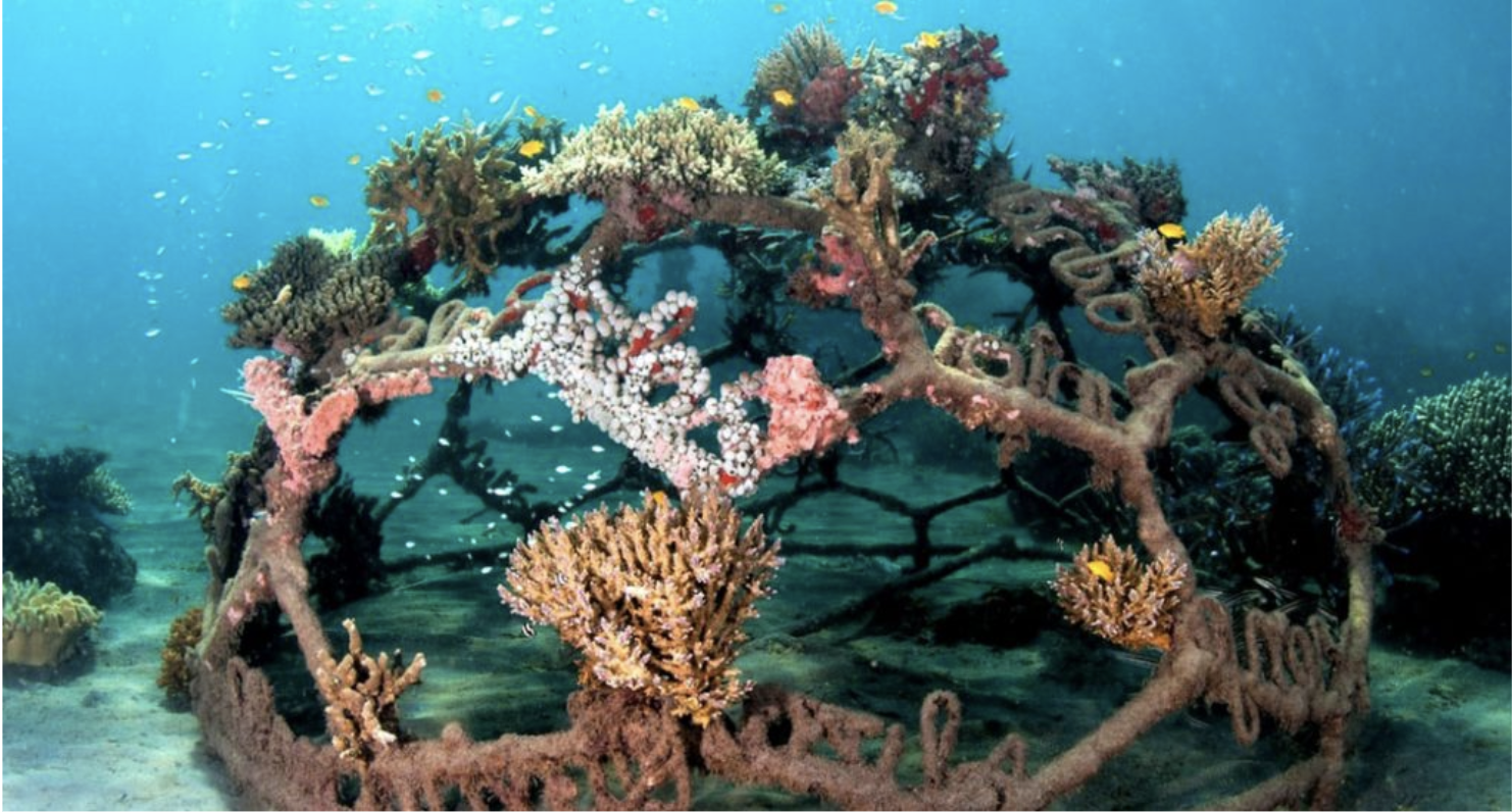 How is coral restoration going ? — Part 1: Methods for coral ...