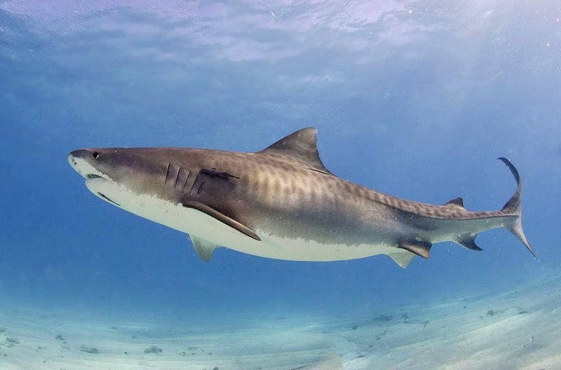 Tiger Shark Migration Patterns – Reefbites