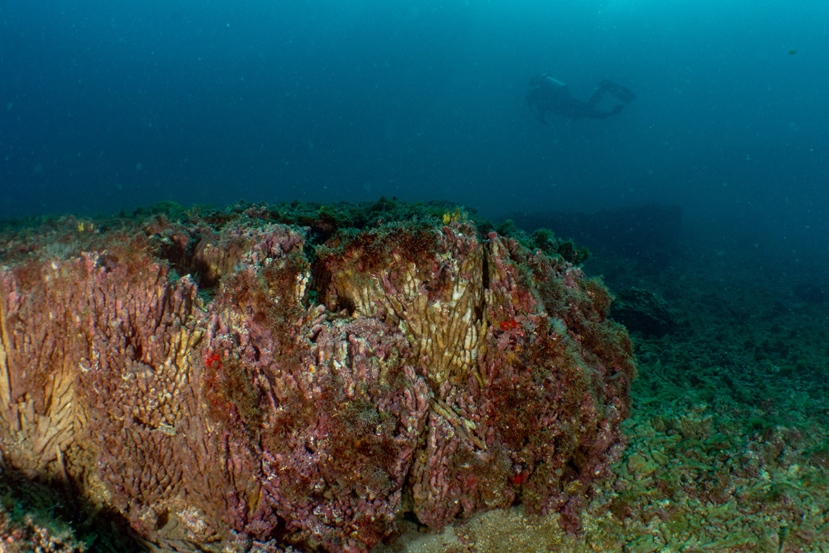 The Brazilian “jeitinho” way of carbon fixation in a subtropical coral ...