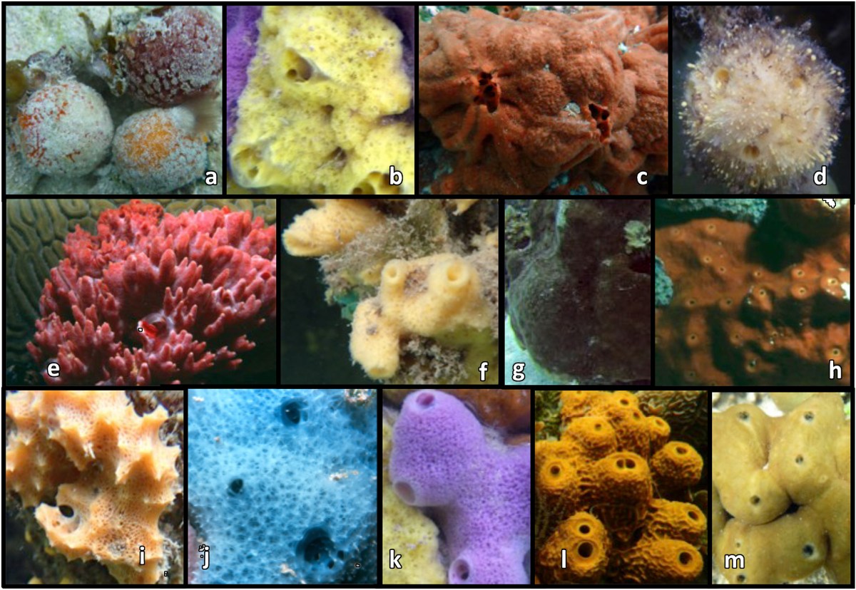The Mysteries of Sponges and Their Role on the Coral Reef – Reefbites