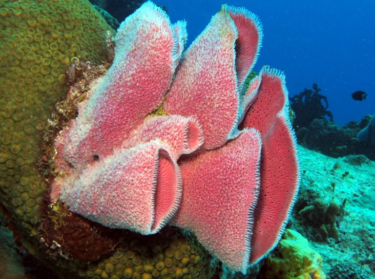 The Mysteries of Sponges and Their Role on the Coral Reef – Reefbites