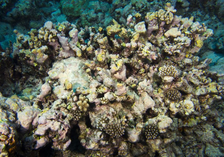 Crown of Thorns Starfish (CoTS) – The complicated story of a natural ...