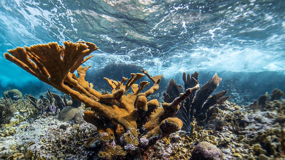 Coral reef degradation increases coastal flooding and erosion risks ...