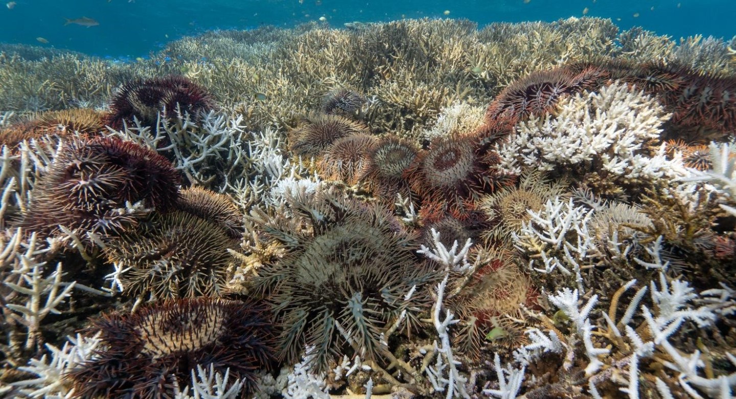 Crown of Thorns Starfish (CoTS) – The complicated story of a natural ...