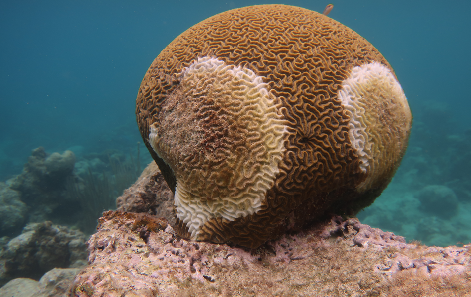 Disease Diaries: an Update on Stony Coral Tissue Loss Disease – Reefbites