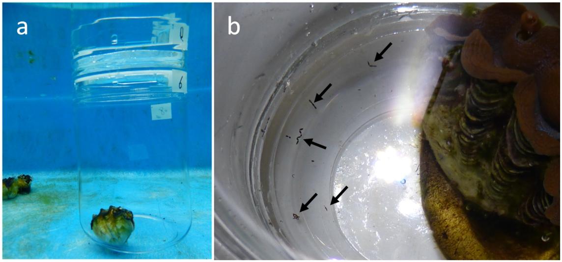Friends in unlikely places: key coral microbes in giant clam poop ...