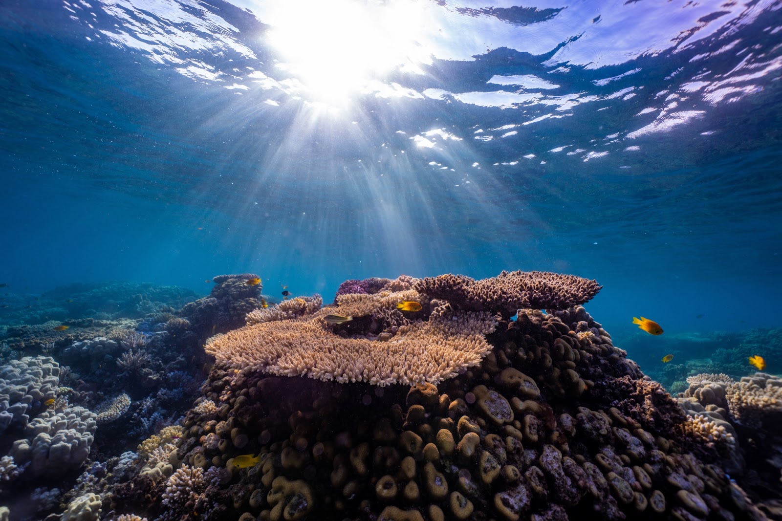 The Invisible Partners: How Symbionts Build Coral Reefs – Reefbites