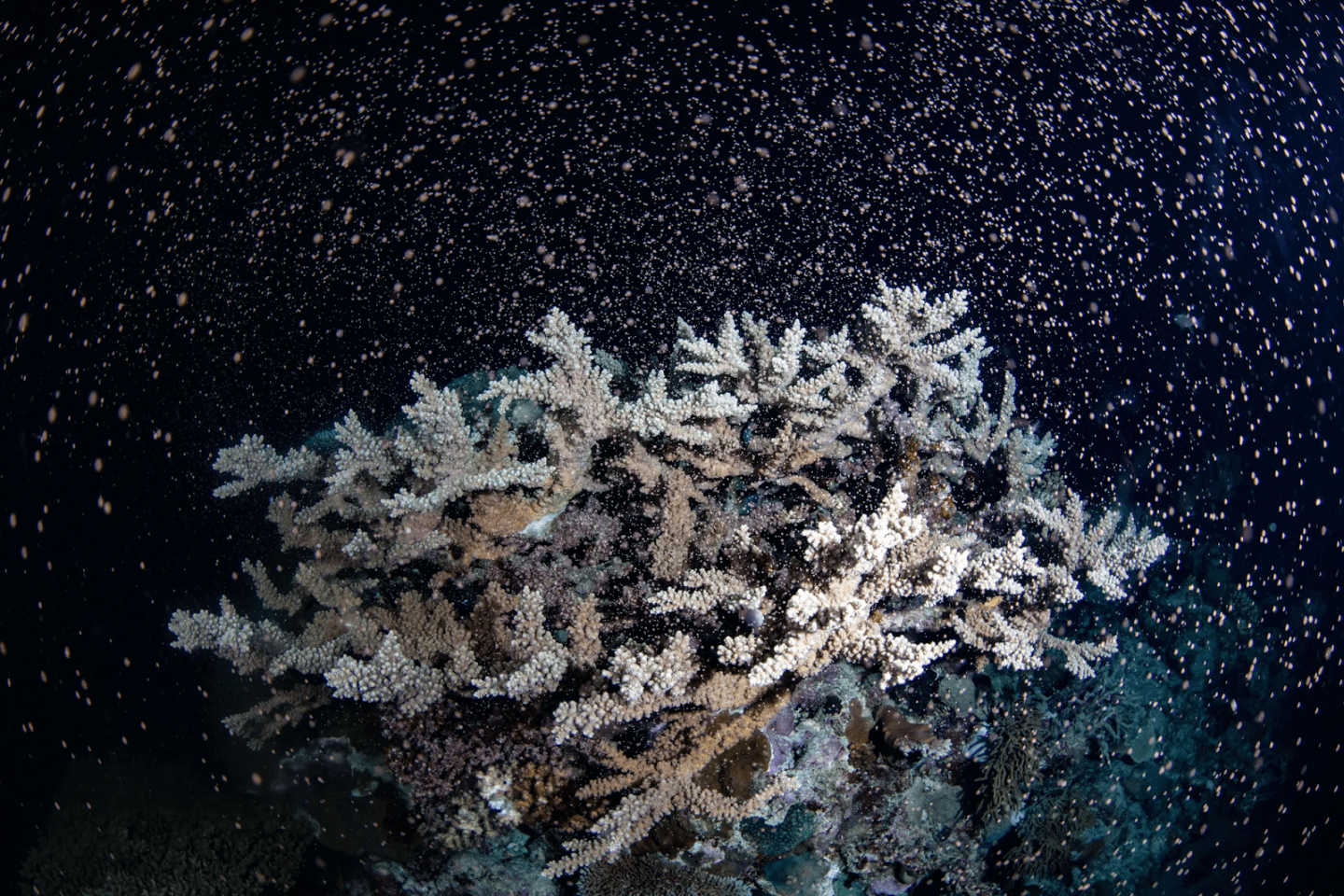 Casting in the Moonlight: how do lunar clocks control coral spawning ...
