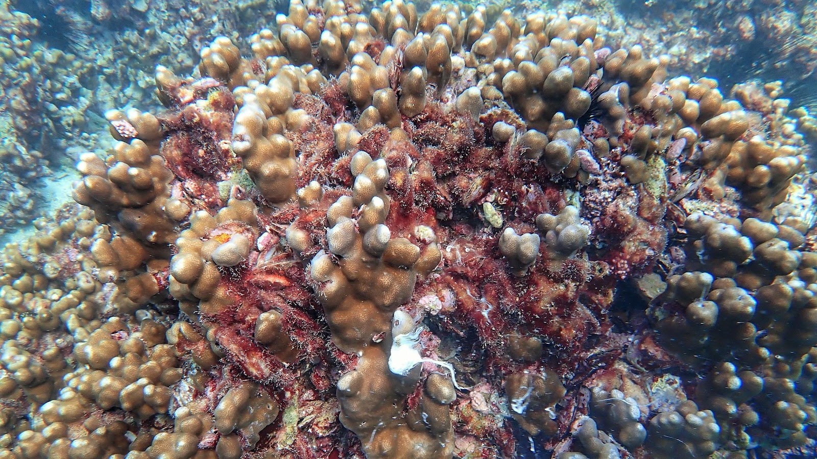 Cladocopium thermophilum: A powerhouse of thermal tolerance – Reefbites