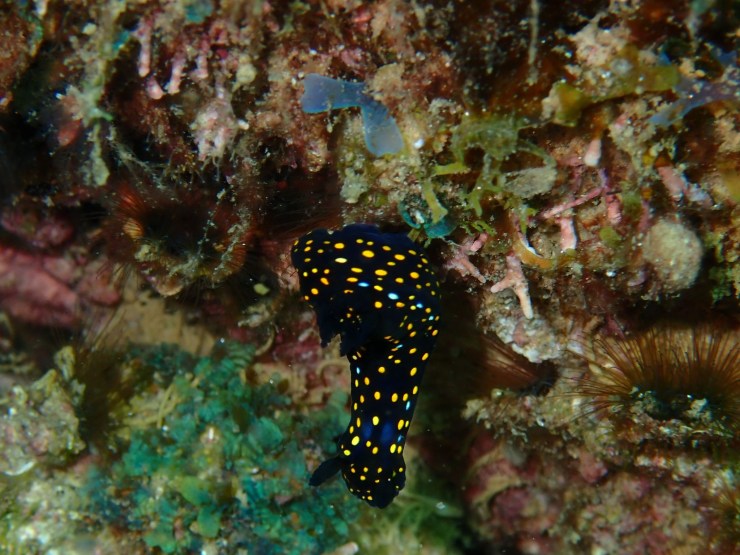 Marine Slugs of San José, Baja California Sur, Mexico – Reefbites