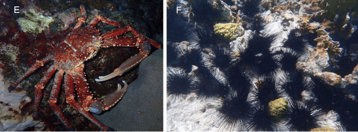 Reef Roombas: The Case for Invertebrate Herbivore Restoration – Reefbites